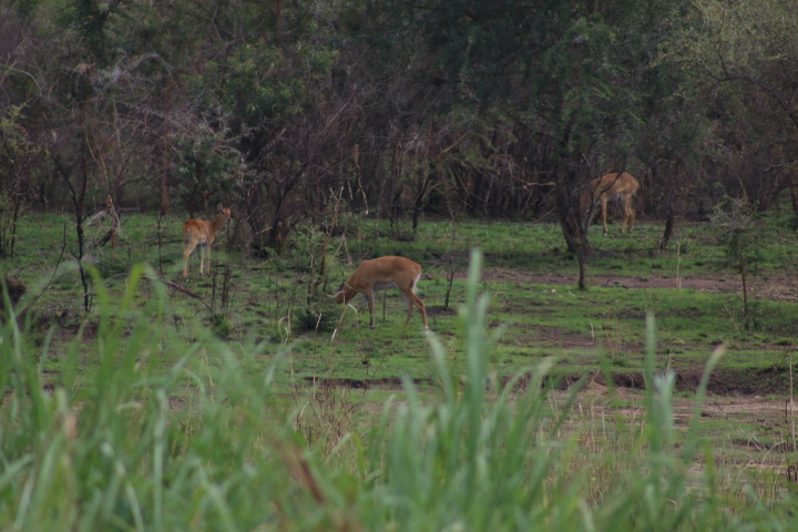Nimule National Park - Boma Hills